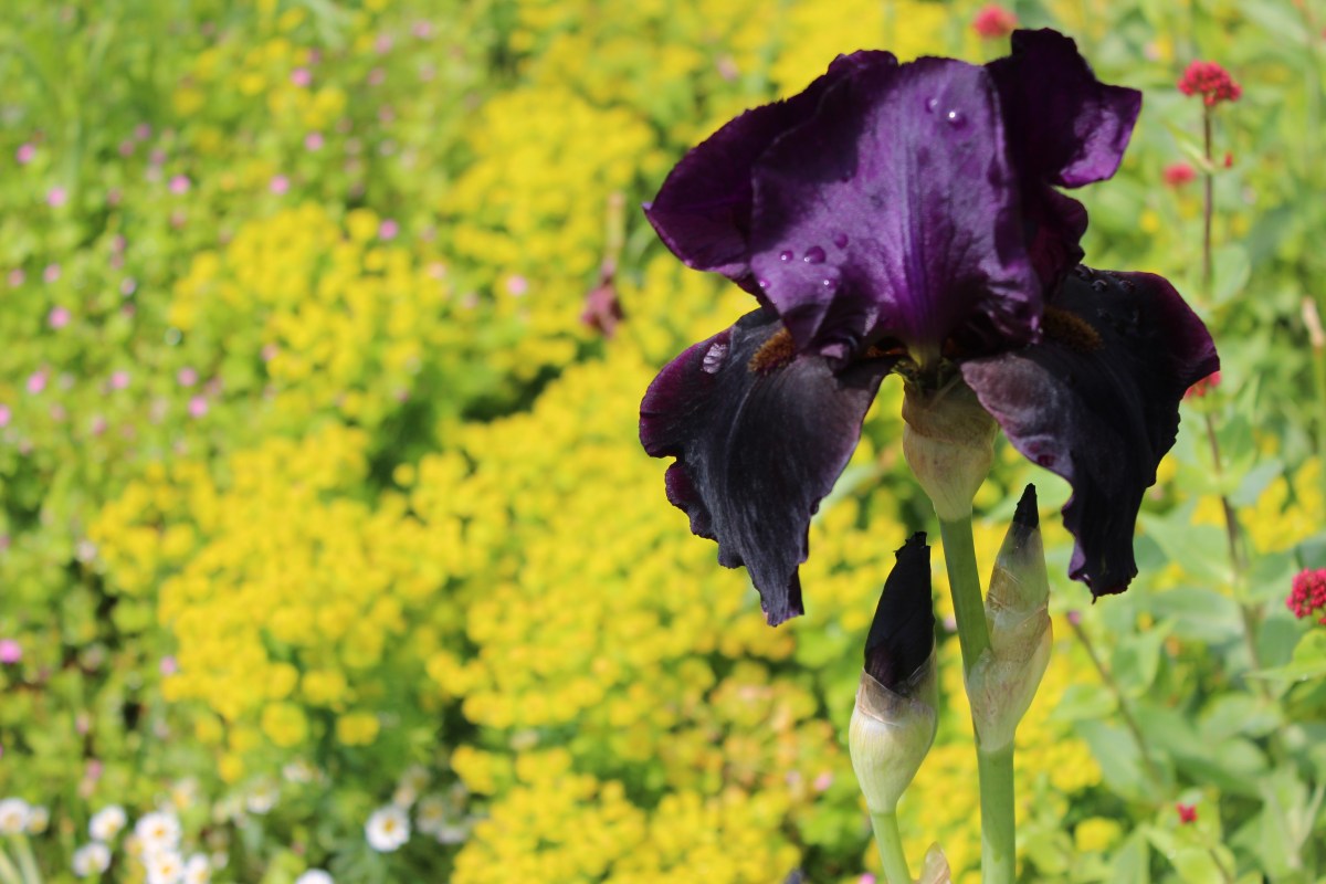 The Alde Valley Festival – a glimpse of a more beautiful world ...
