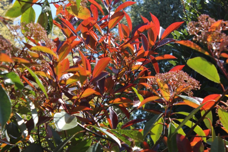 Poem: On fire, but not burned. Exodus poems 5 | Andrea Skevington