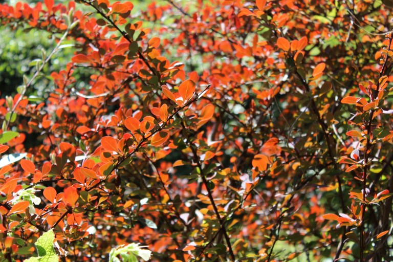 Poem: On fire, but not burned. Exodus poems 5 | Andrea Skevington