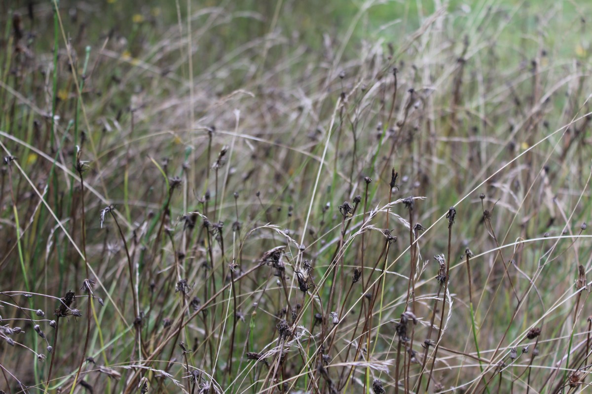 Poem: Bricks without straw II – Exodus poems 7 | Andrea Skevington