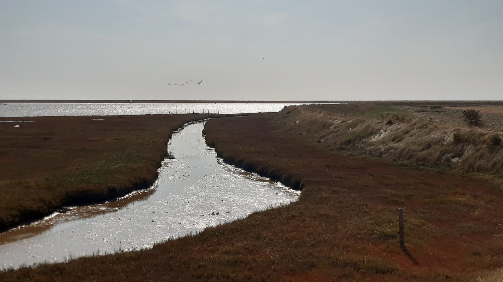 Poem: Wings – Boyton salt-marshes, Autumn Equinox | Andrea Skevington