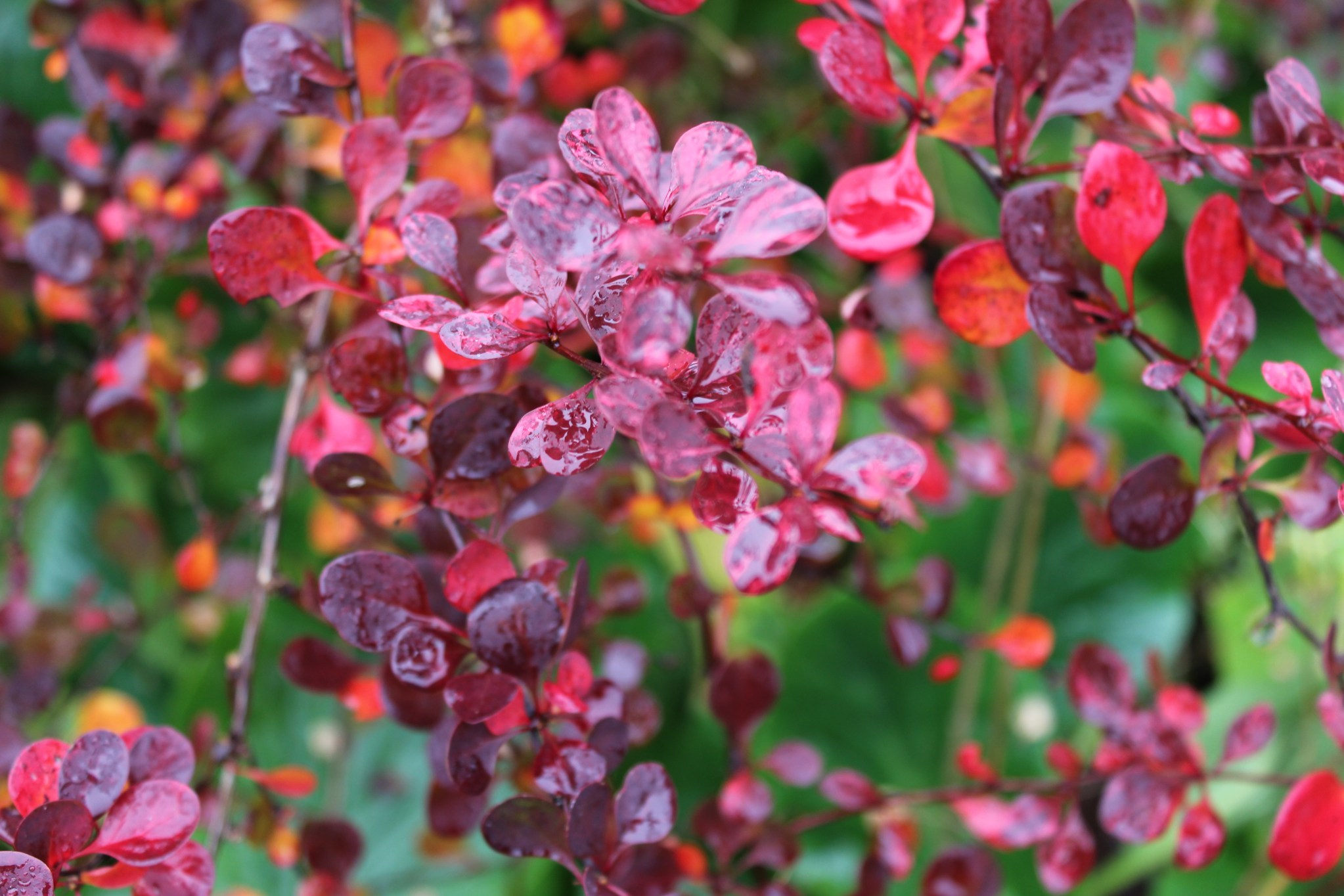 Exodus poem on Diana Butler Bass | Andrea Skevington