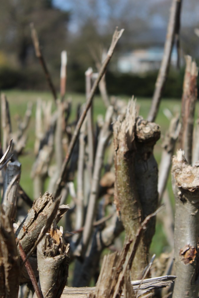 Poem: The flailing of the hazel hedge | Andrea Skevington