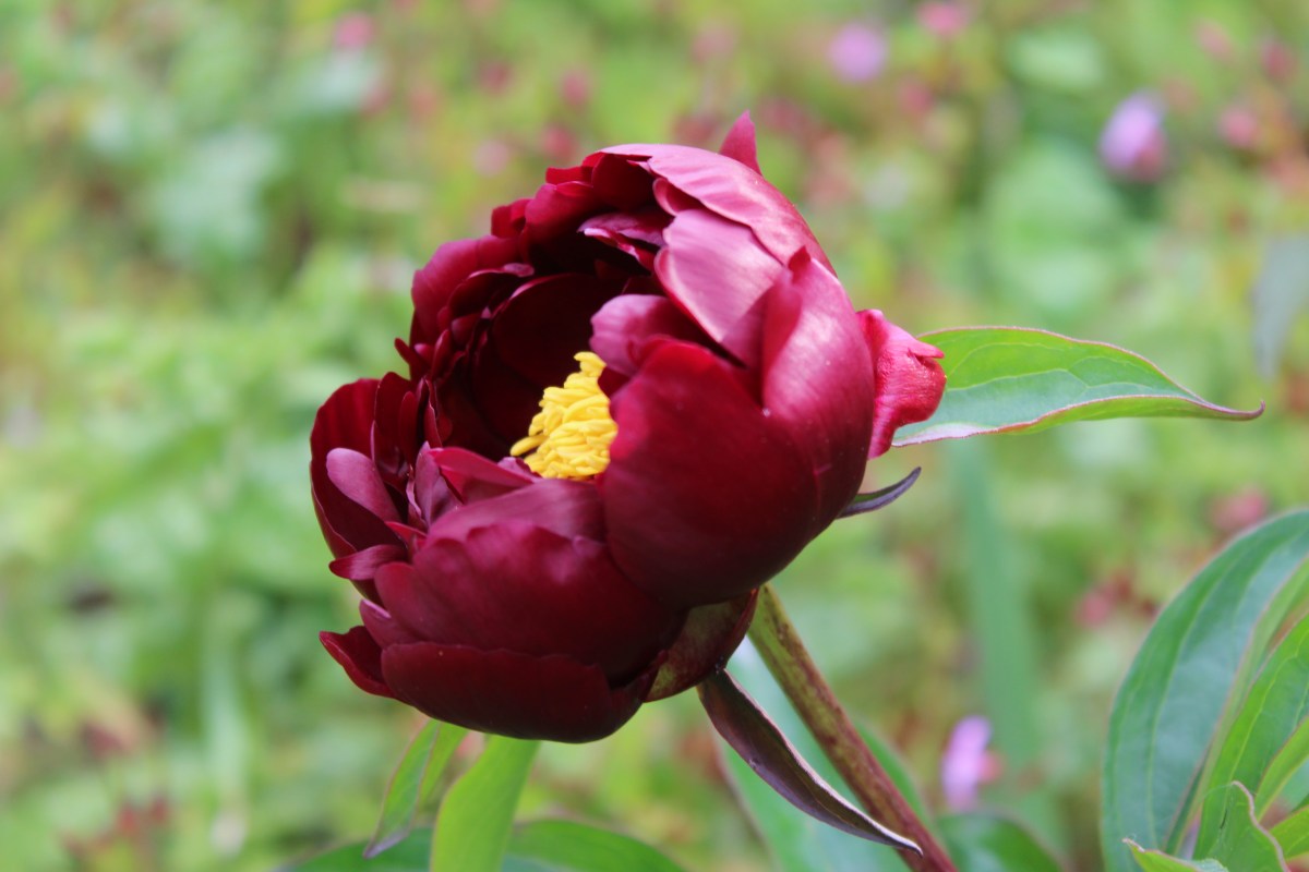 Poem: Peony | Andrea Skevington