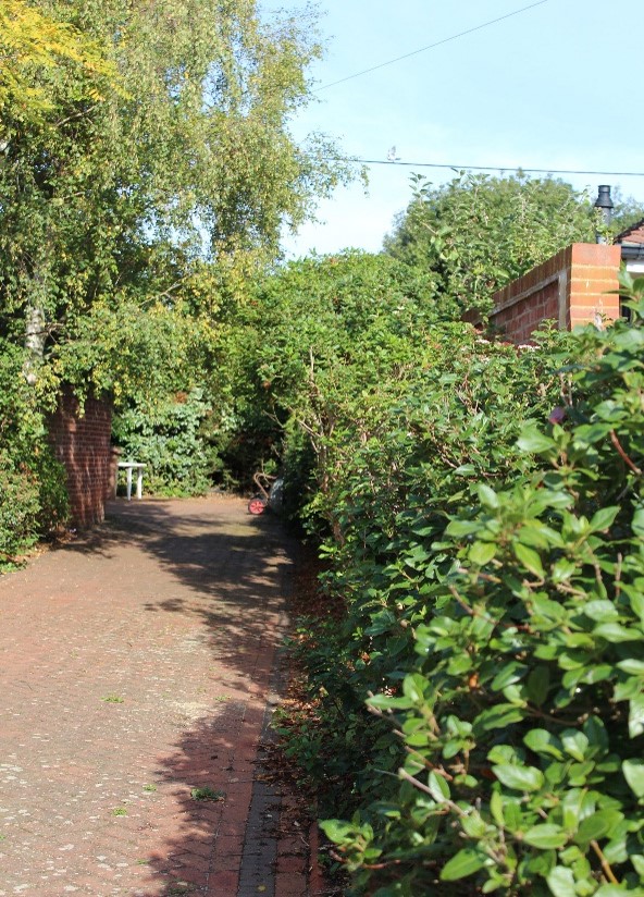 Wildlife corridors – a hedge story, and a poem. | Andrea Skevington
