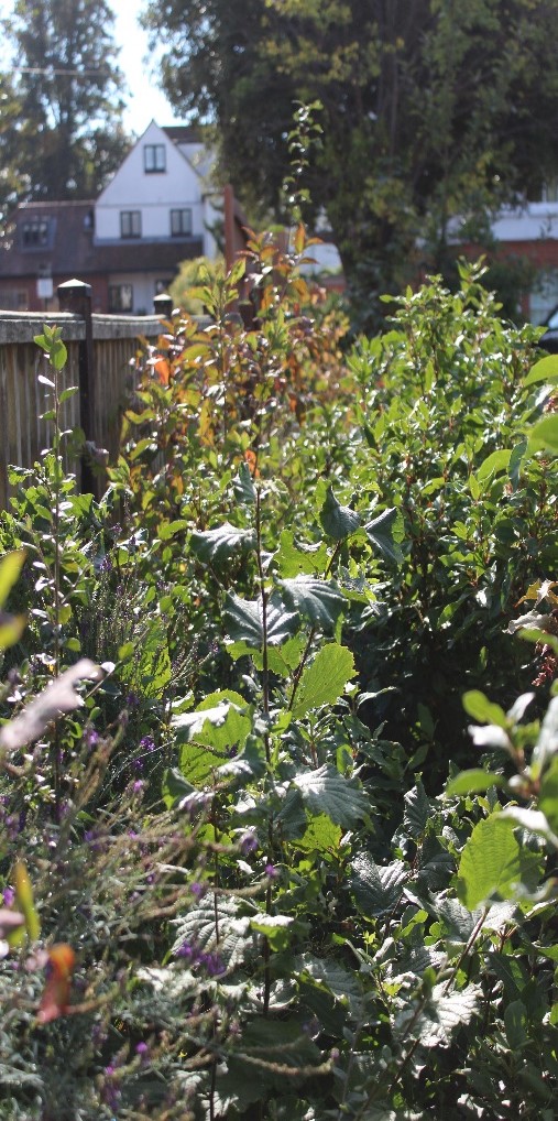 Poem: Mid October Heat | Andrea Skevington